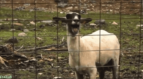 Goat Licking Gif