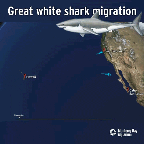 Shark-migration GIFs - Get the best GIF on GIPHY
