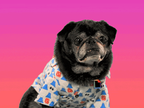 Funniest Dog Gifs Ever