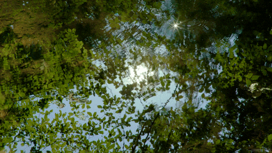 Reflection-of-tree-on-water GIFs - Get the best GIF on GIPHY