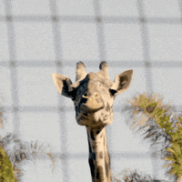 Crazy Giraffe Gif