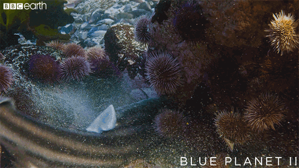 Blue Planet Ocean GIF by BBC Earth - Find & Share on GIPHY