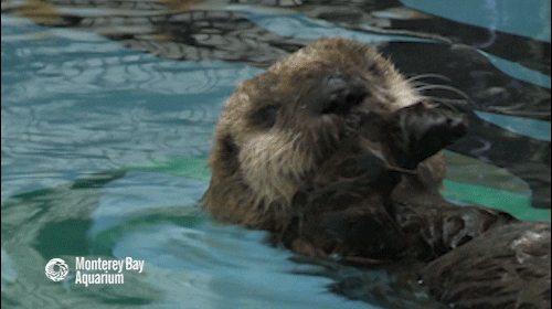 Sea Otter GIF by Monterey Bay Aquarium - Find & Share on GIPHY