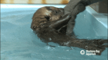 Sea Otter GIFs - Find & Share on GIPHY