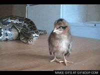 Snake Eating Mouse Gif