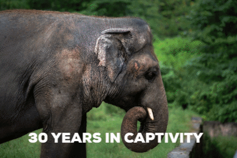 Crate Training GIFs - Get the best GIF on GIPHY