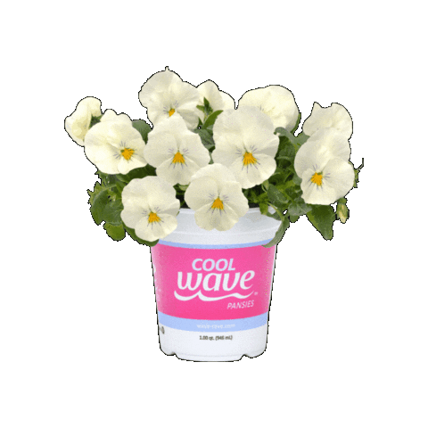 Cool Wave Pansies GIFs on GIPHY - Be Animated