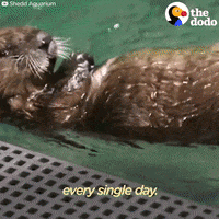 Otters Gif