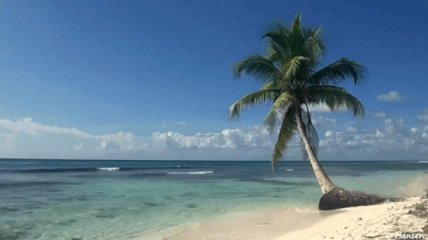 Tropical GIFs - Find & Share on GIPHY