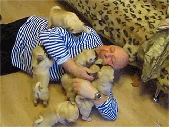New trending GIF tagged adorable man puppy pug… | Trending Gifs