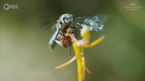 Pollinating GIFs - Get the best GIF on GIPHY