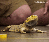 Cute Bearded Dragon Gif