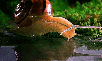 Snail GIFs - Find & Share on GIPHY