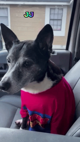 Scruffy Dog GIFs - Get the best GIF on GIPHY