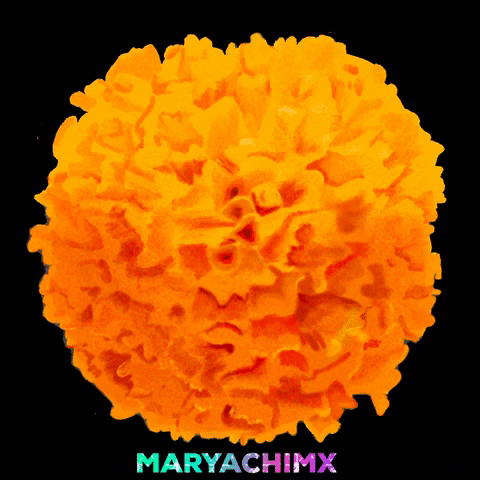 Flor-de-cempasuchil GIFs - Get the best GIF on GIPHY