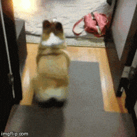 Twerking Dog Dog Twerking GIFs | Tenor