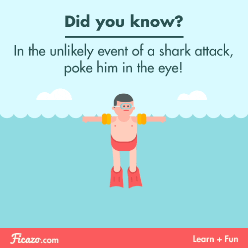 Shark Attack Gif