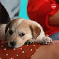 Dog-from-up GIFs - Get the best GIF on GIPHY