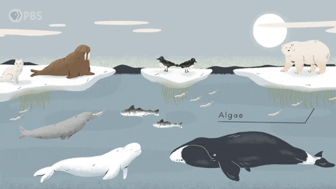 Arctic Animals GIFs - Get the best GIF on GIPHY