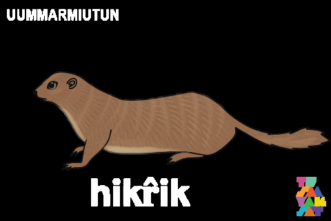 Ground-squirrel GIFs - Get the best GIF on GIPHY