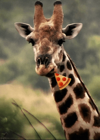 I-love-pepperoni GIFs - Get the best GIF on GIPHY