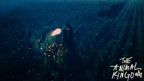 The Animal Kingdom GIFs on GIPHY - Be Animated